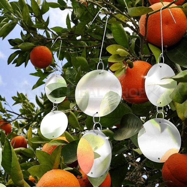 Large 16 Discs - Reflective Bird Repellent Disk – nextdealshop.co.uk